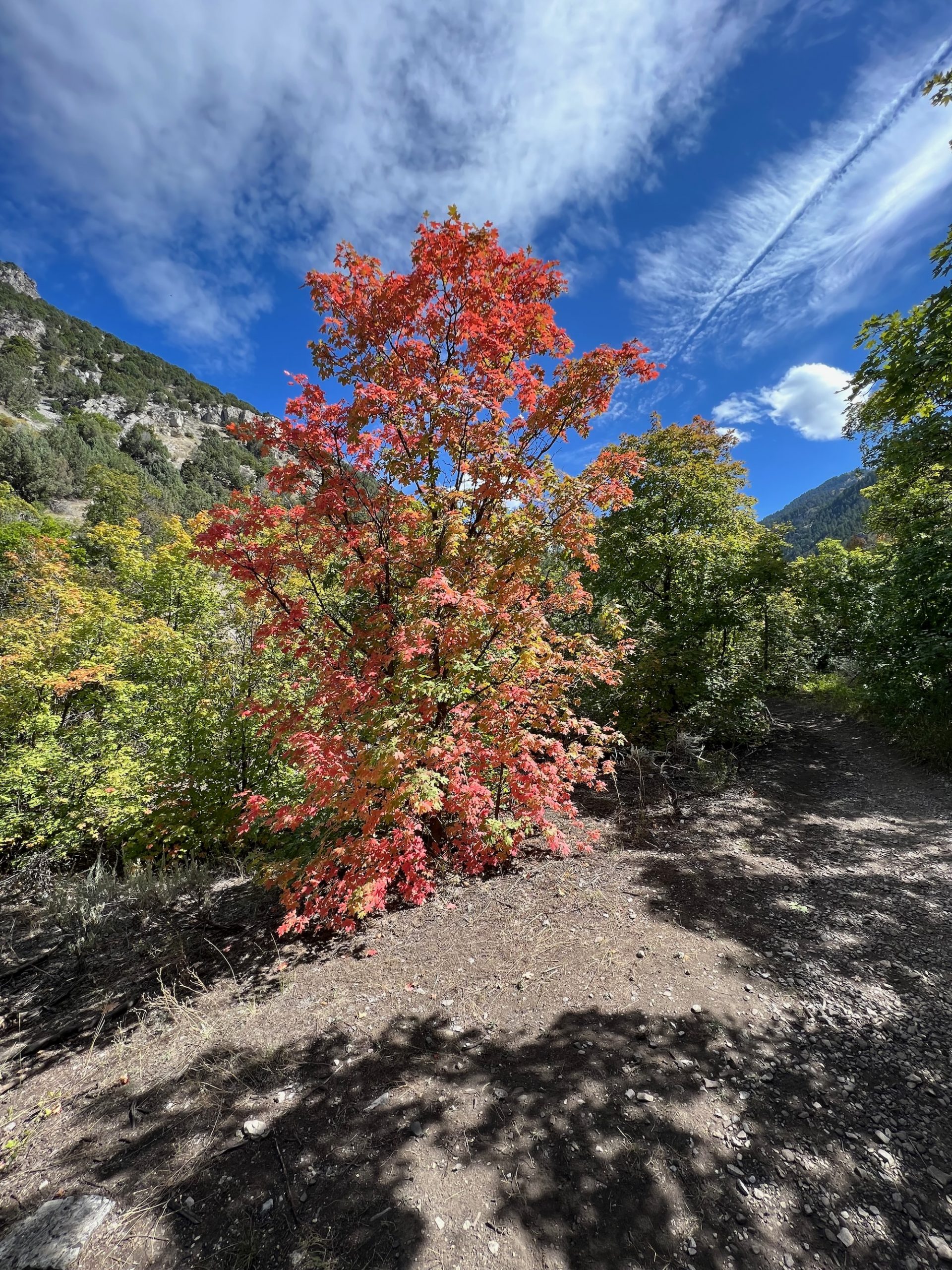 Loosey Goosey in the Bits and Bobs – The Bike Crank