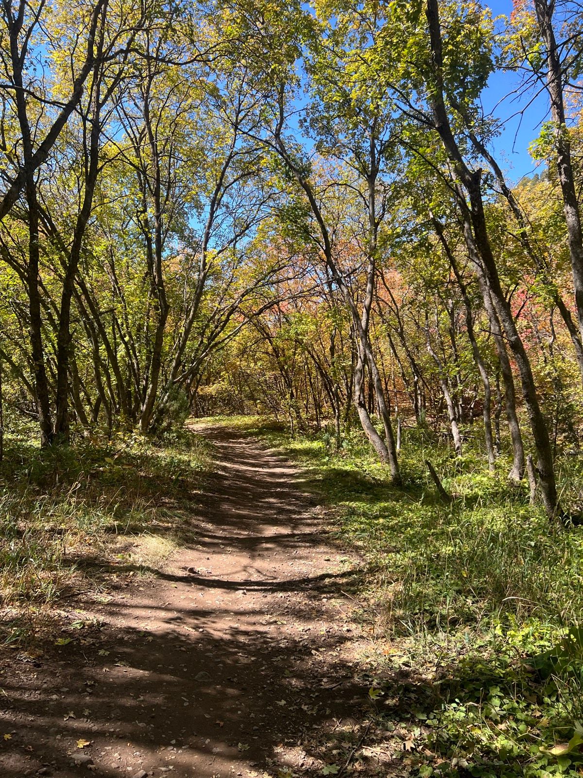 Leaf tourism with Dev – The Bike Crank