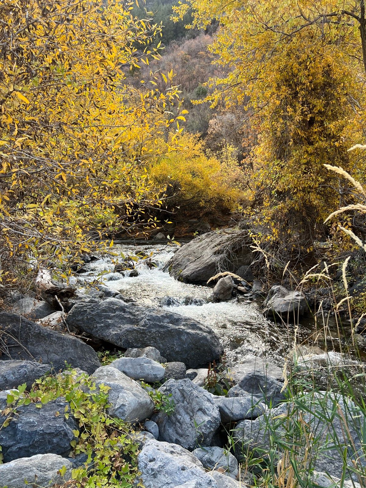 Bring on the yellow – The Bike Crank